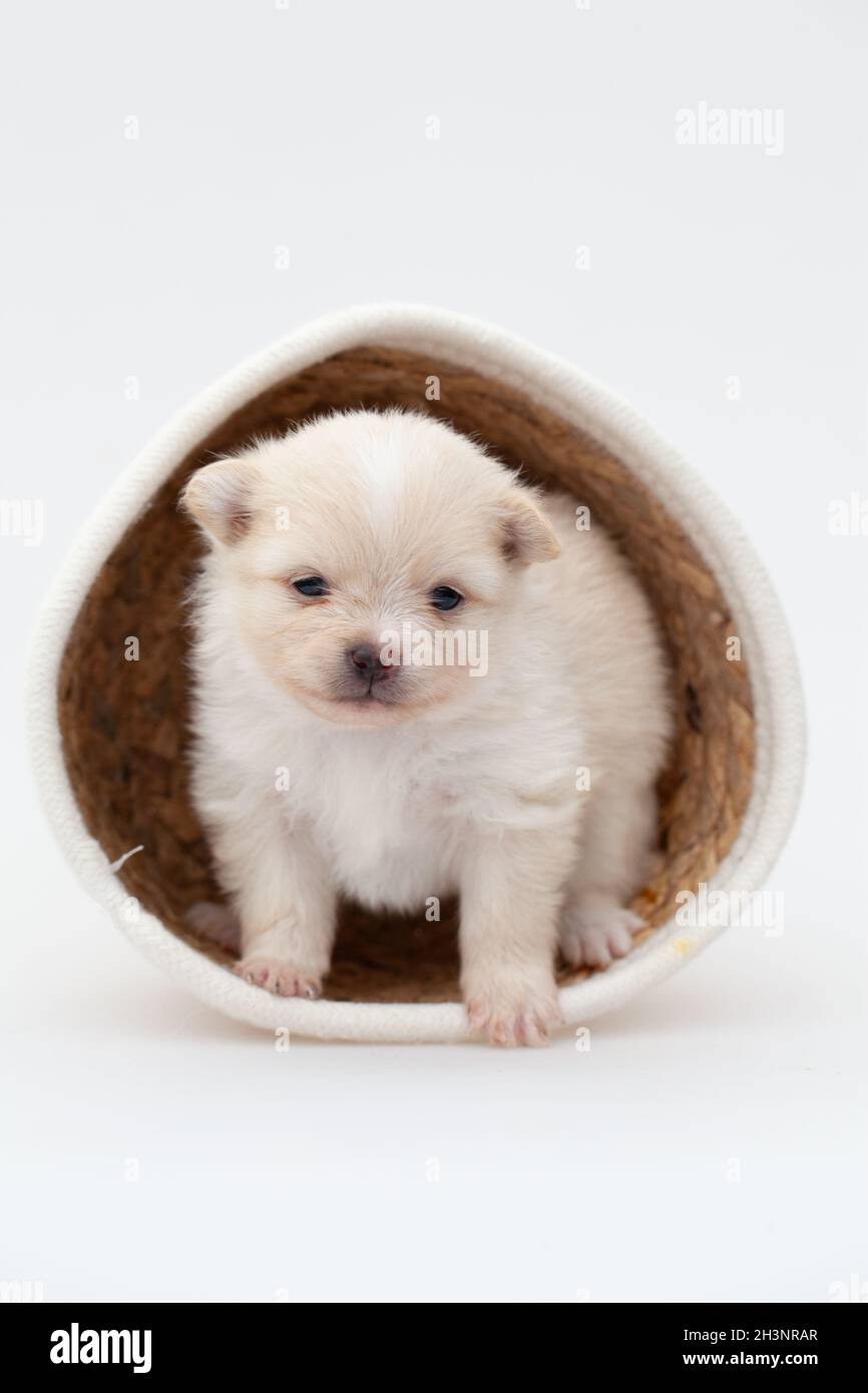 Cute young pomeranian dog hi-res stock photography and images - Alamy
