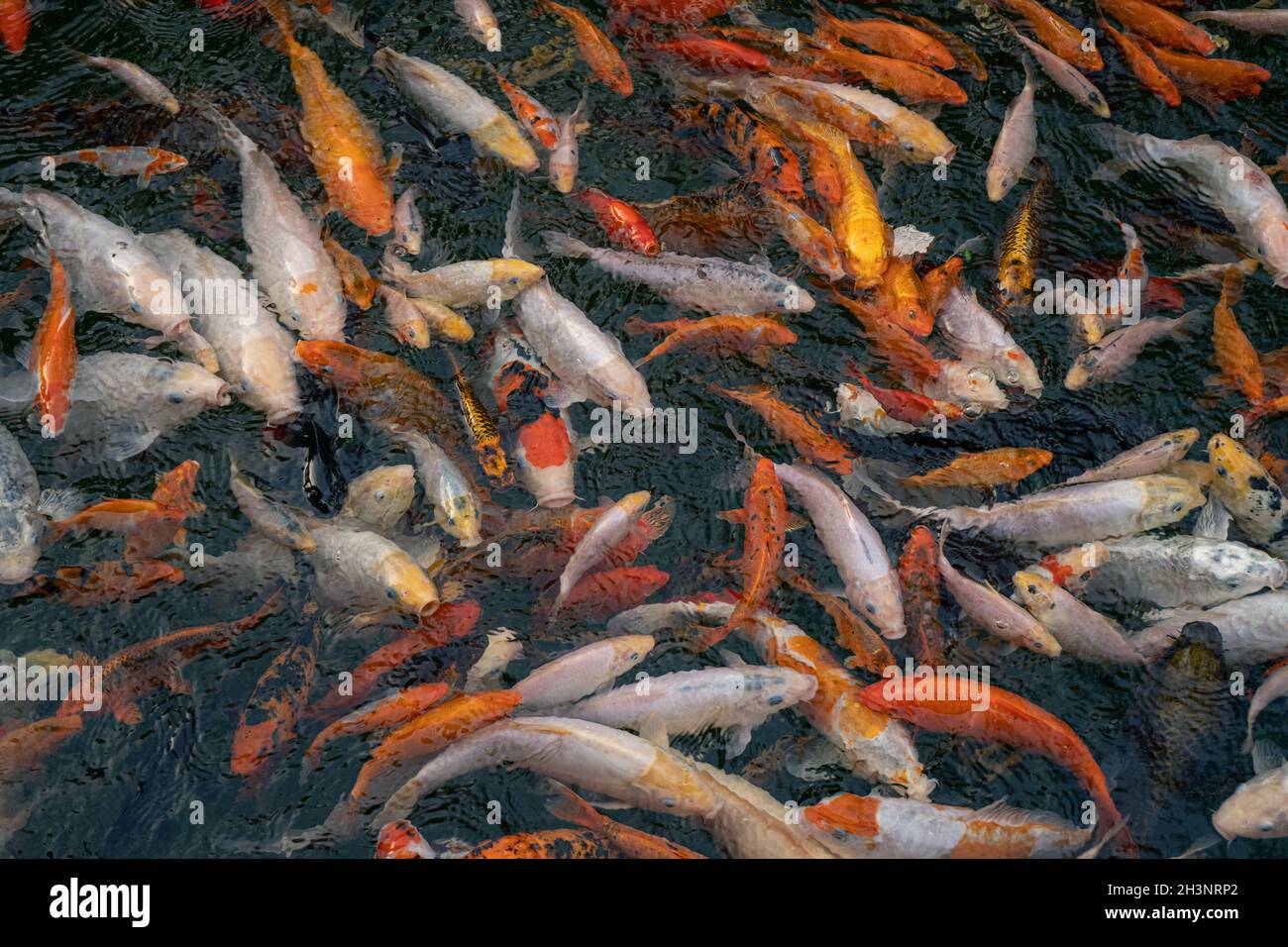 Commercial fish pond hi-res stock photography and images - Alamy