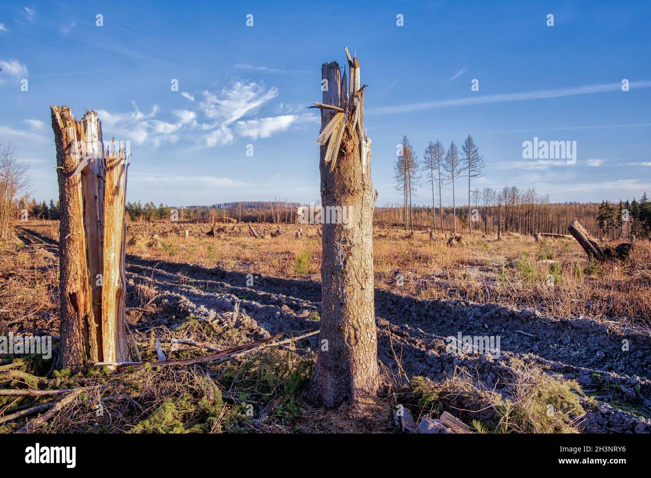 Clear-cutting forest forest dieback resin Stock Photo - Alamy
