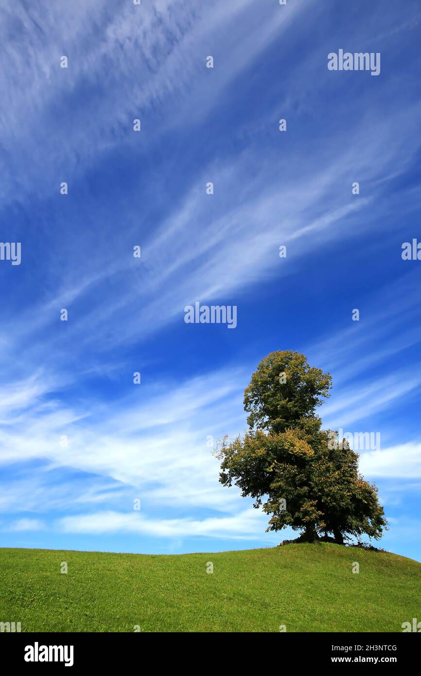 Detached tree on the green hill Stock Photo - Alamy