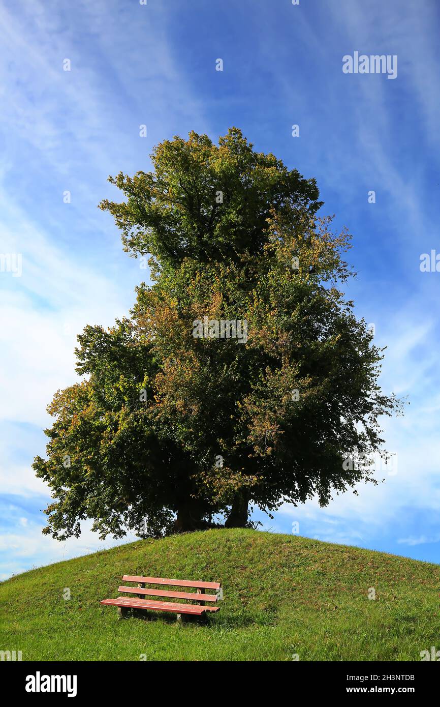 Detached tree on the green hill Stock Photo - Alamy