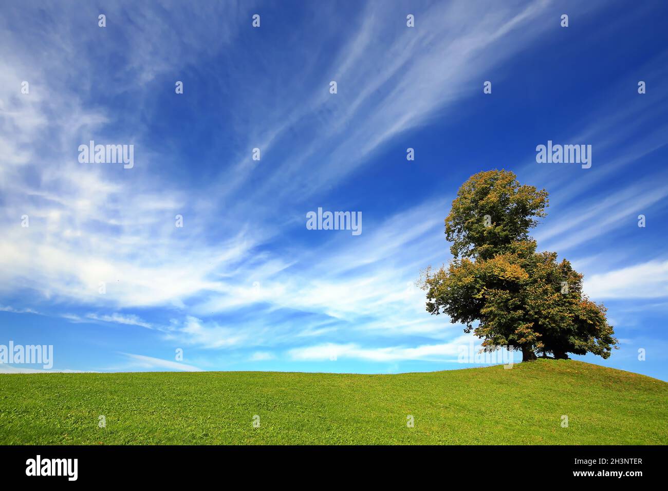 Detached tree on the green hill Stock Photo - Alamy