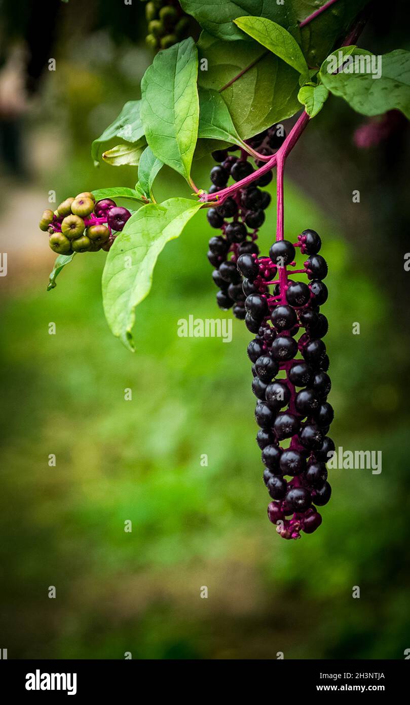 Wild black cherry tree hi-res stock photography and images - Alamy