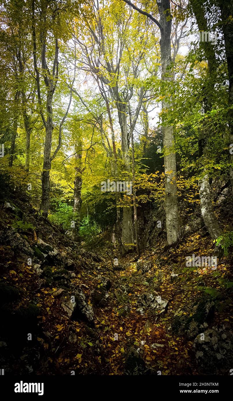 Forest canopy, early autumn forest landscape Stock Photo - Alamy