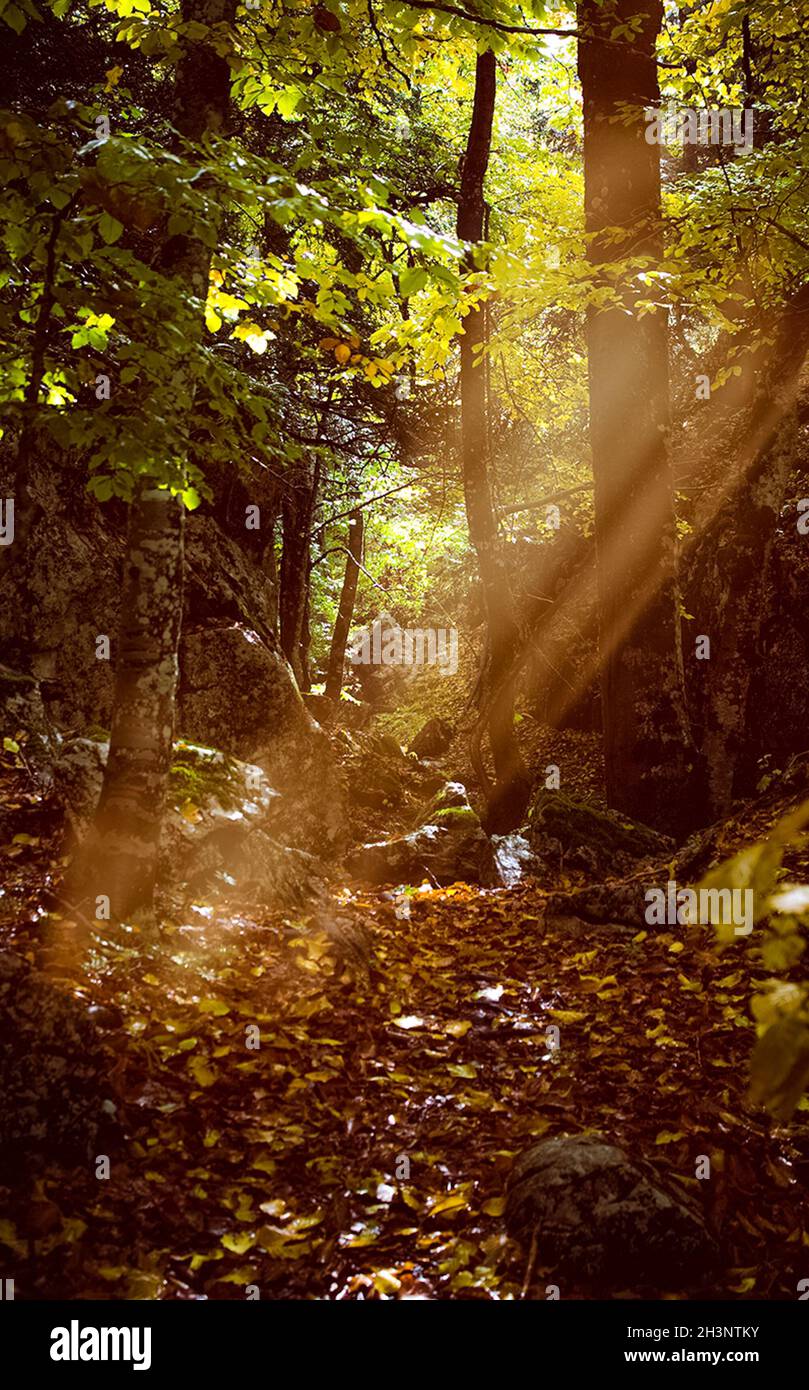 Canopy beauty hi-res stock photography and images - Alamy