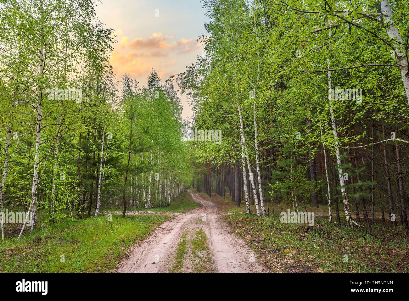 Crossroad in forest Stock Photo - Alamy