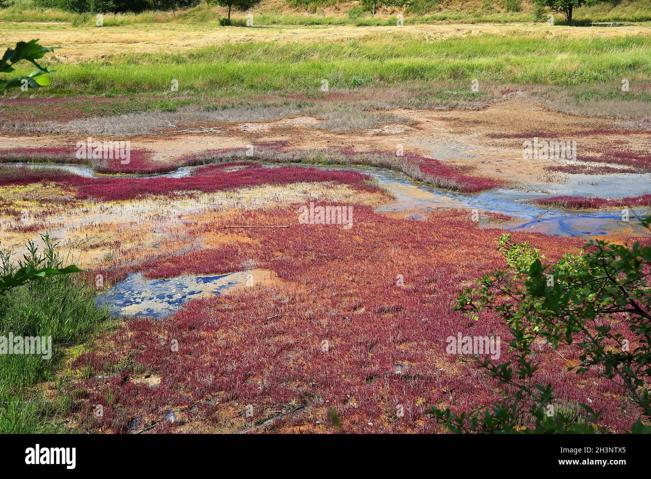 Salt springs hi-res stock photography and images - Alamy