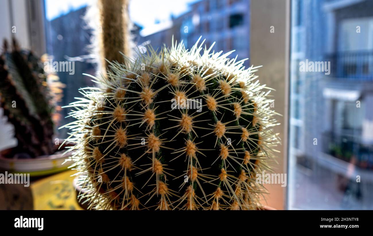 cactus next to a window facing the street Stock Photo - Alamy