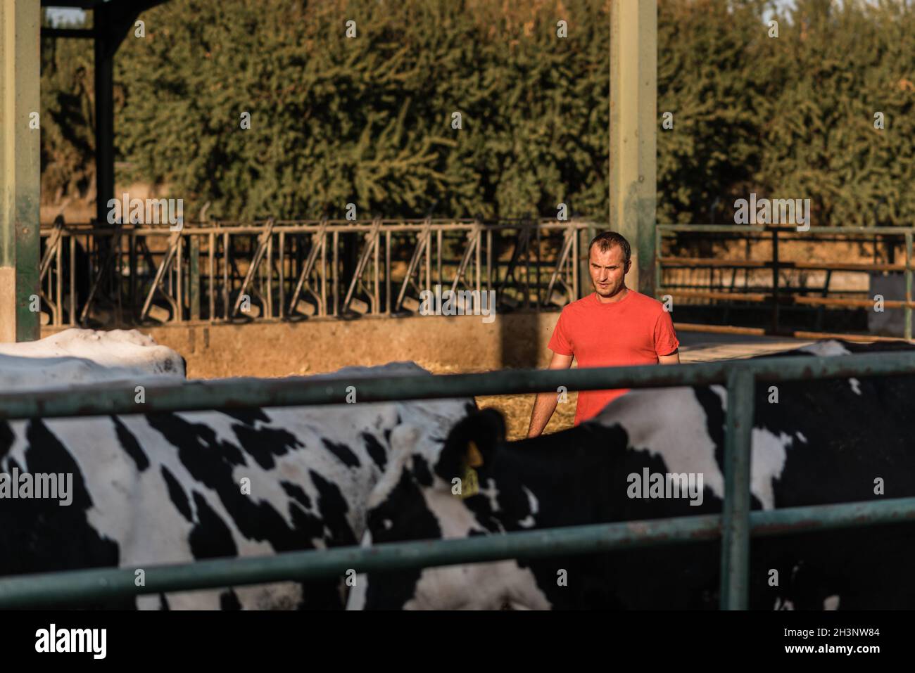 Male farmer working in an outdoor cowshed at a dairy cow farm Stock ...