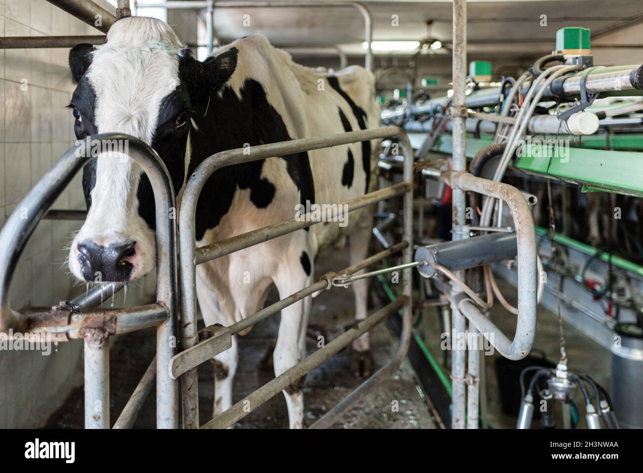 Automated milking system hi-res stock photography and images - Alamy