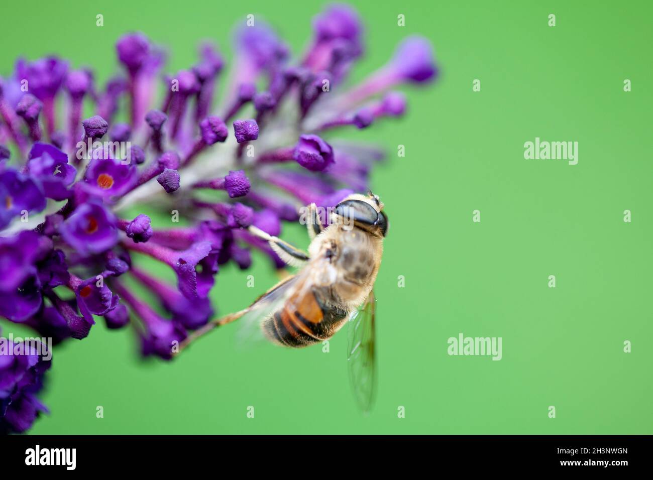 Honey bee collecting pollen on a purple buddleja flower in blur ...