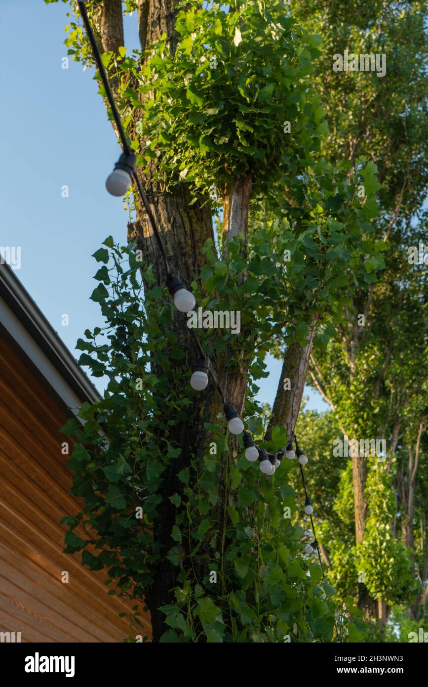 Light bulb hanging from tree hi-res stock photography and images - Alamy