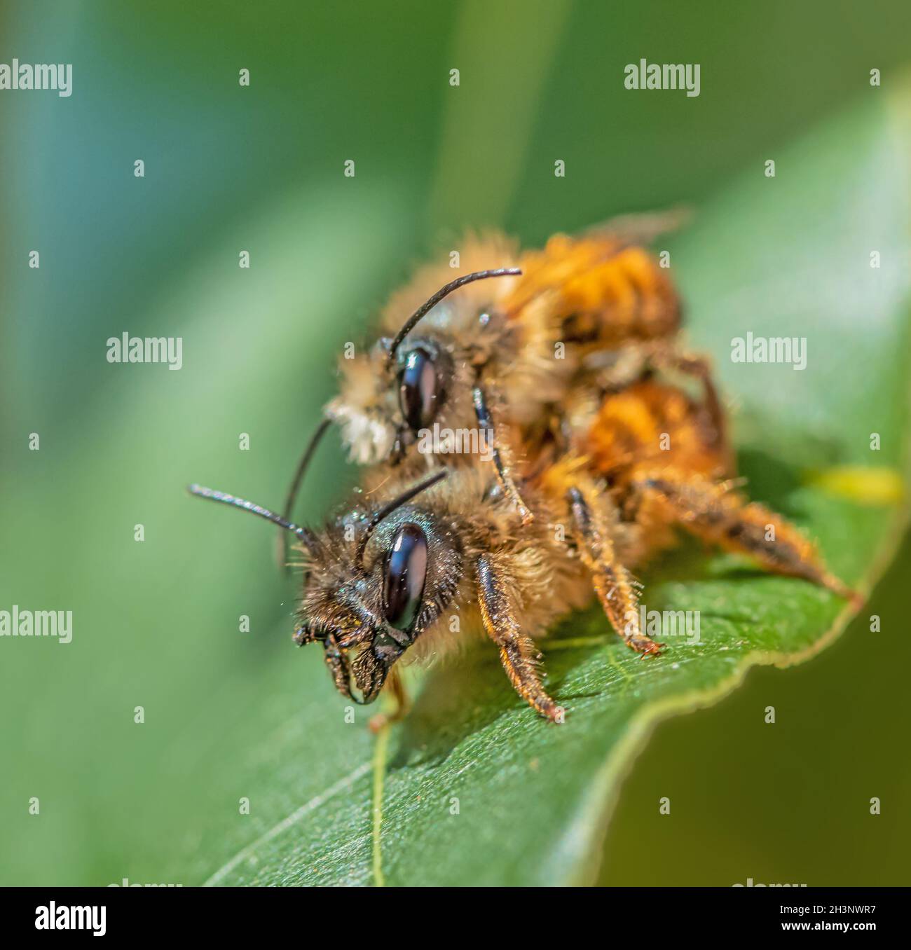 Red mason bee 'Osmia rufa' Stock Photo - Alamy