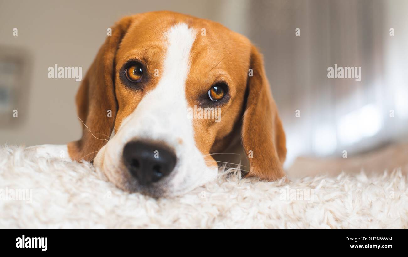 Sad dog lying on sofa looking through window Stock Photo - Alamy