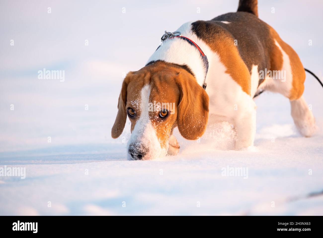 Beagle dog sniffing trail in snow Stock Photo - Alamy