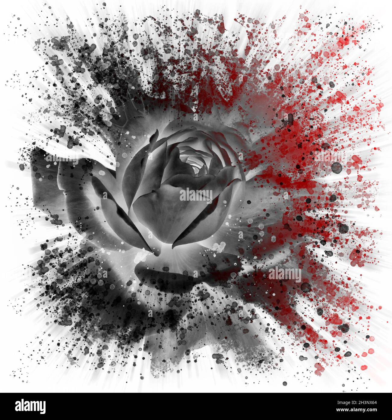 Dramatic splash effect single black rose floral digital art with red ...