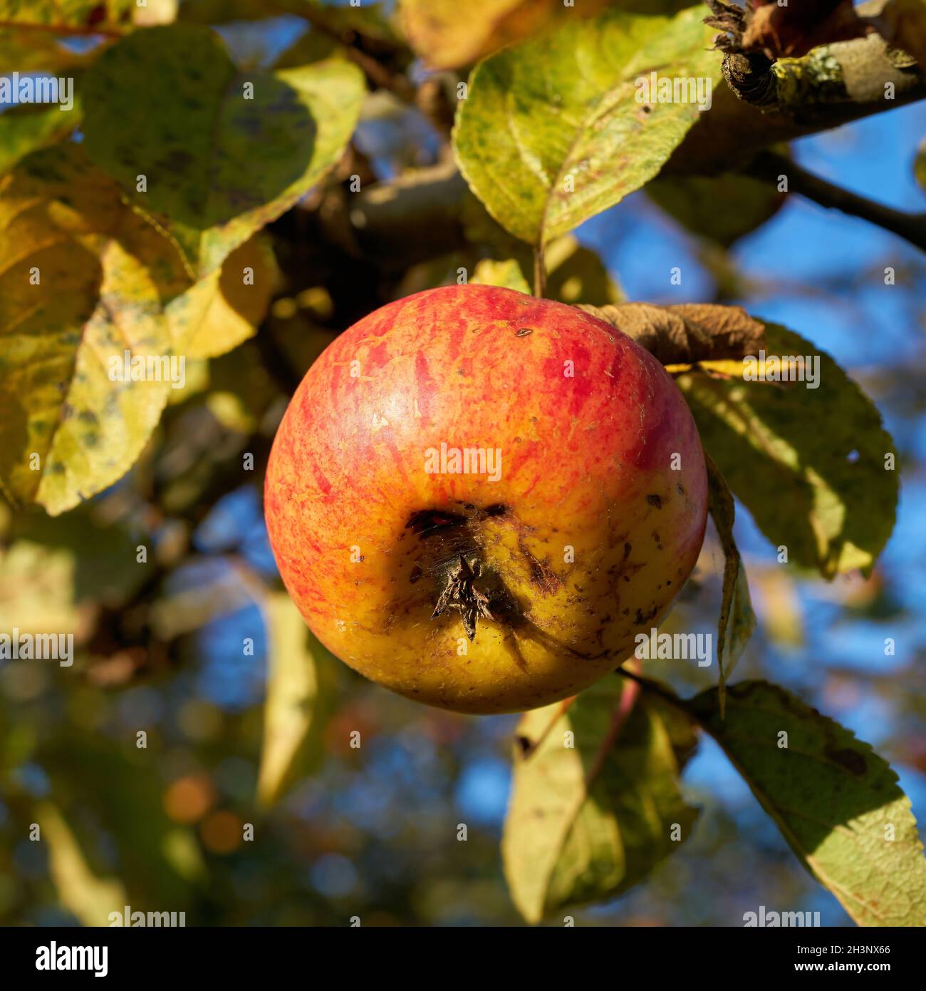 Apple on an apple tree in autumn on a meadow orchard Stock Photo - Alamy