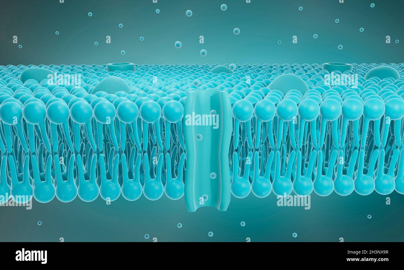 Cell membrane with ion channel, illustration Stock Photo - Alamy