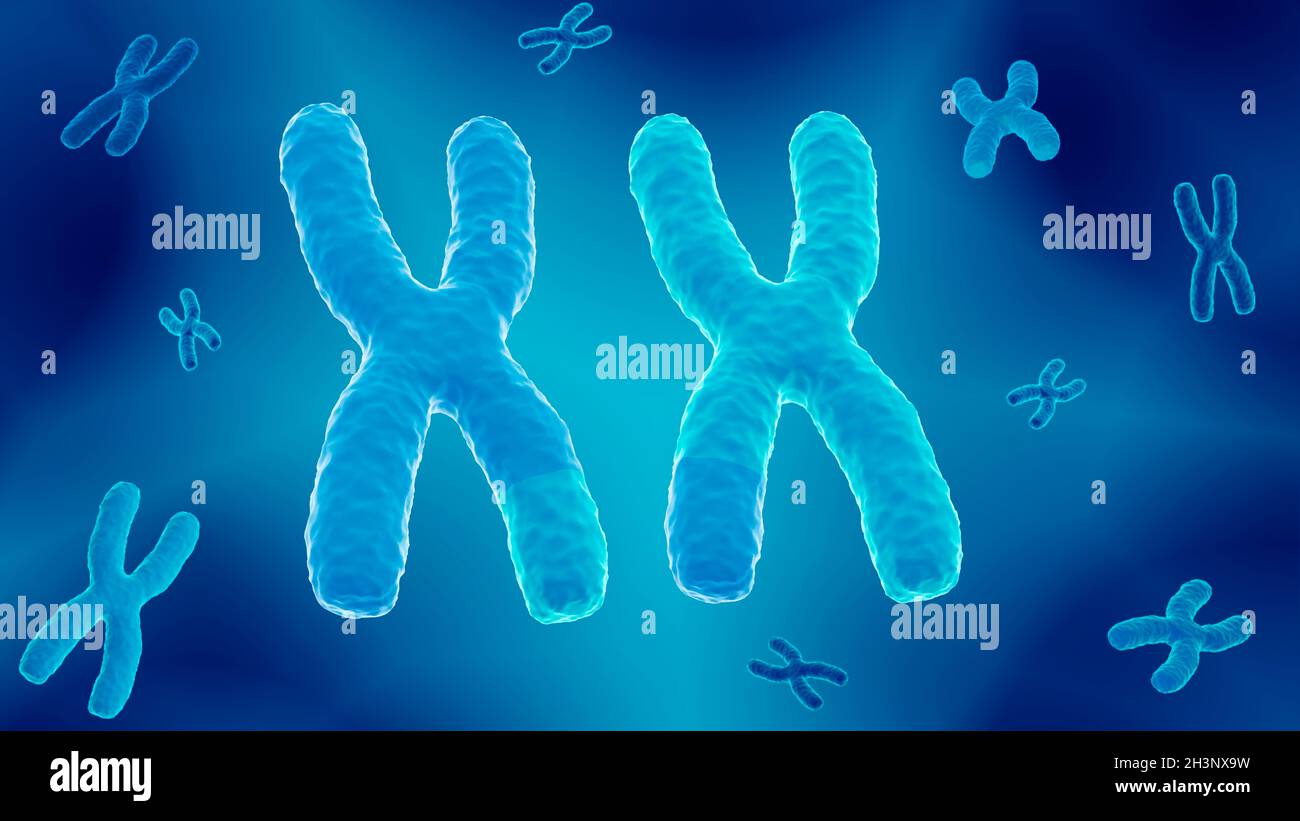 Meiosis crossing over hi-res stock photography and images - Alamy