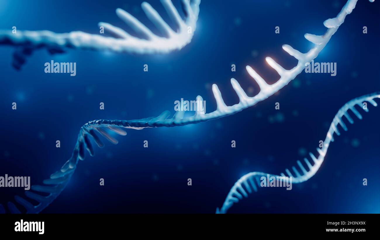 RNA molecule, illustration Stock Photo - Alamy RNA molecule, illustration Stock Photo - Alamy