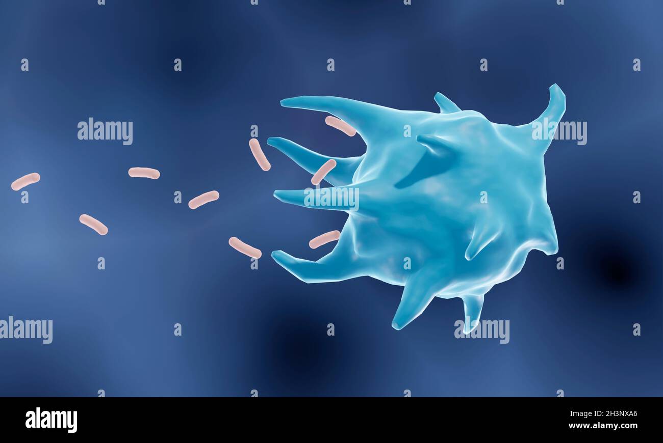 Macrophage phagocytosis, illustration Stock Photo - Alamy