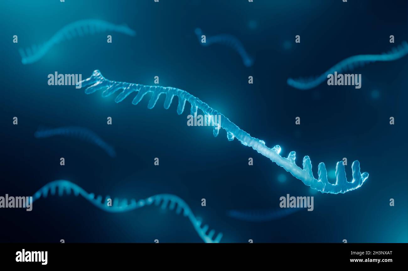 Micro RNA (miRNA), illustration Stock Photo - Alamy Micro RNA (miRNA), illustration Stock Photo - Alamy