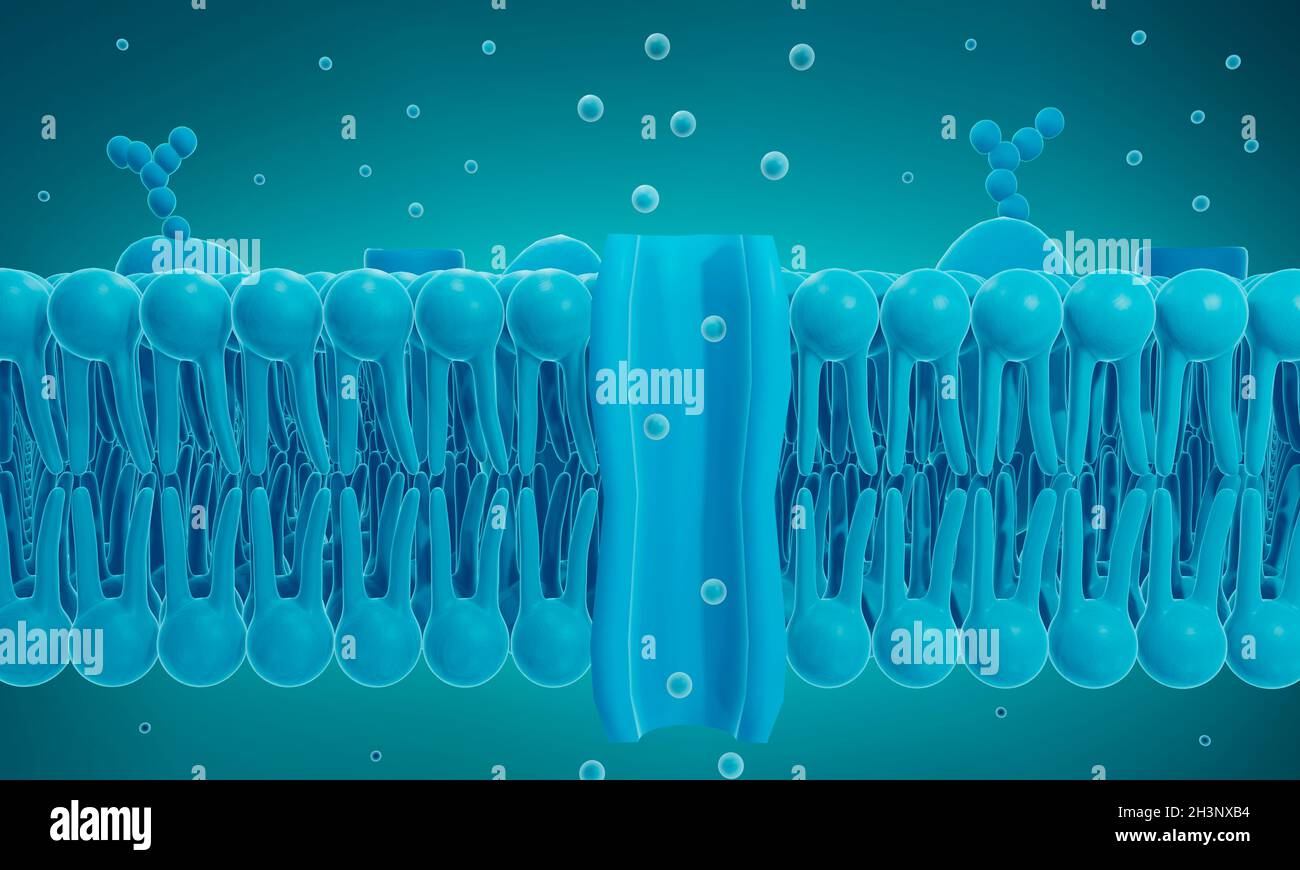 Ion channel in a cell membrane, illustration Stock Photo - Alamy