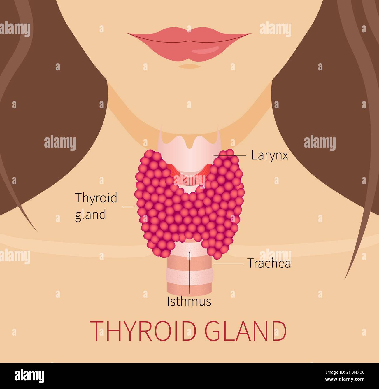 Thyroid gland, illustration Stock Photo - Alamy