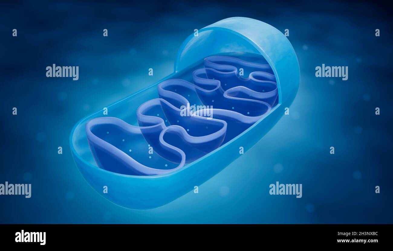 Mitochondrion anatomy, illustration Stock Photo - Alamy