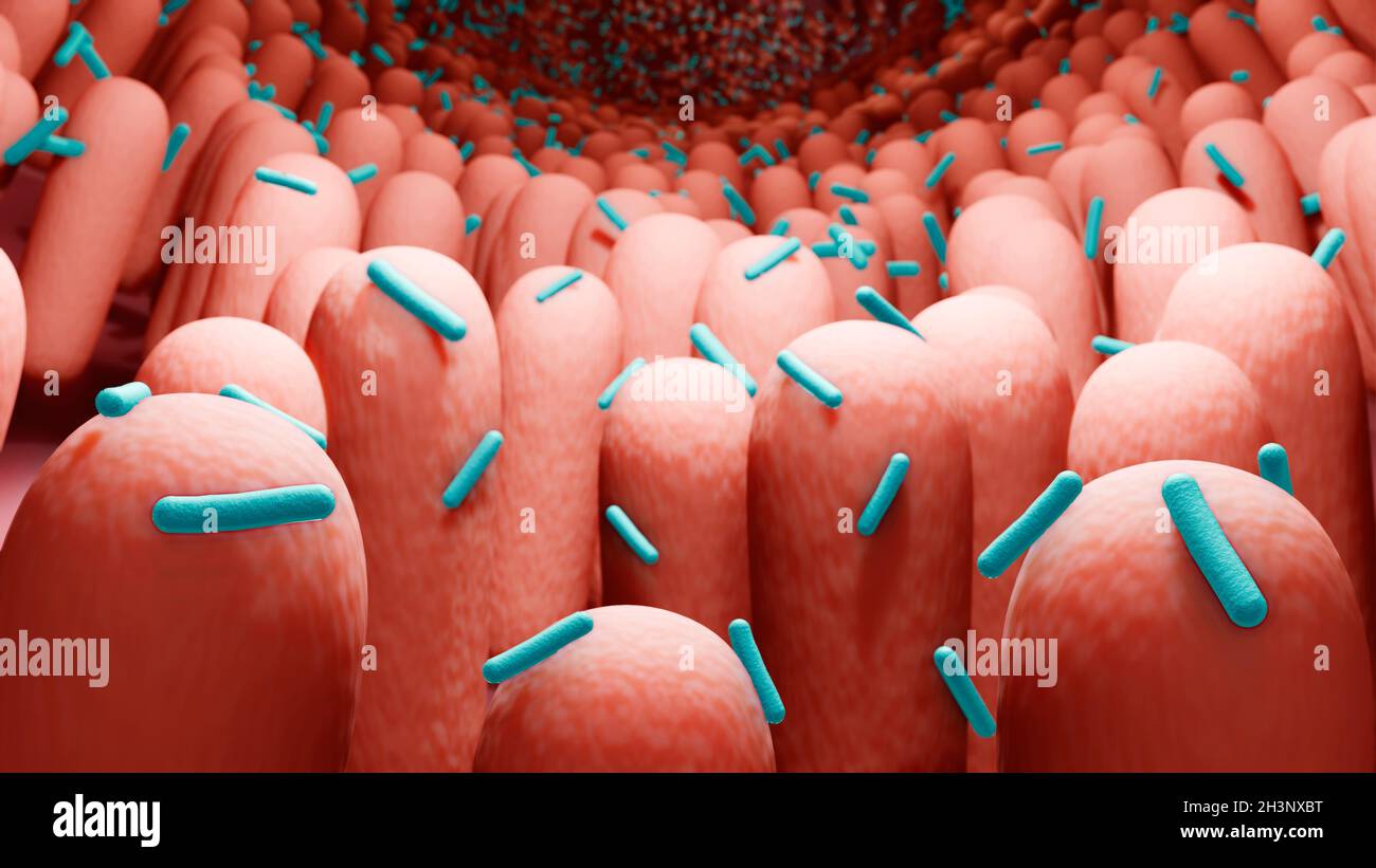 Intestinal bacteria, illustration Stock Photo - Alamy
