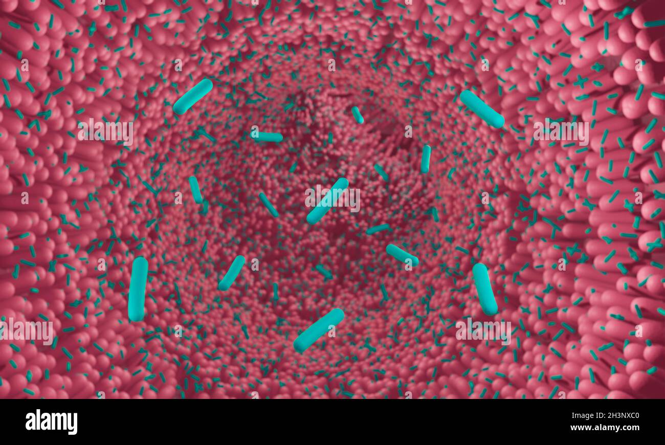 Intestinal bacteria, illustration Stock Photo - Alamy