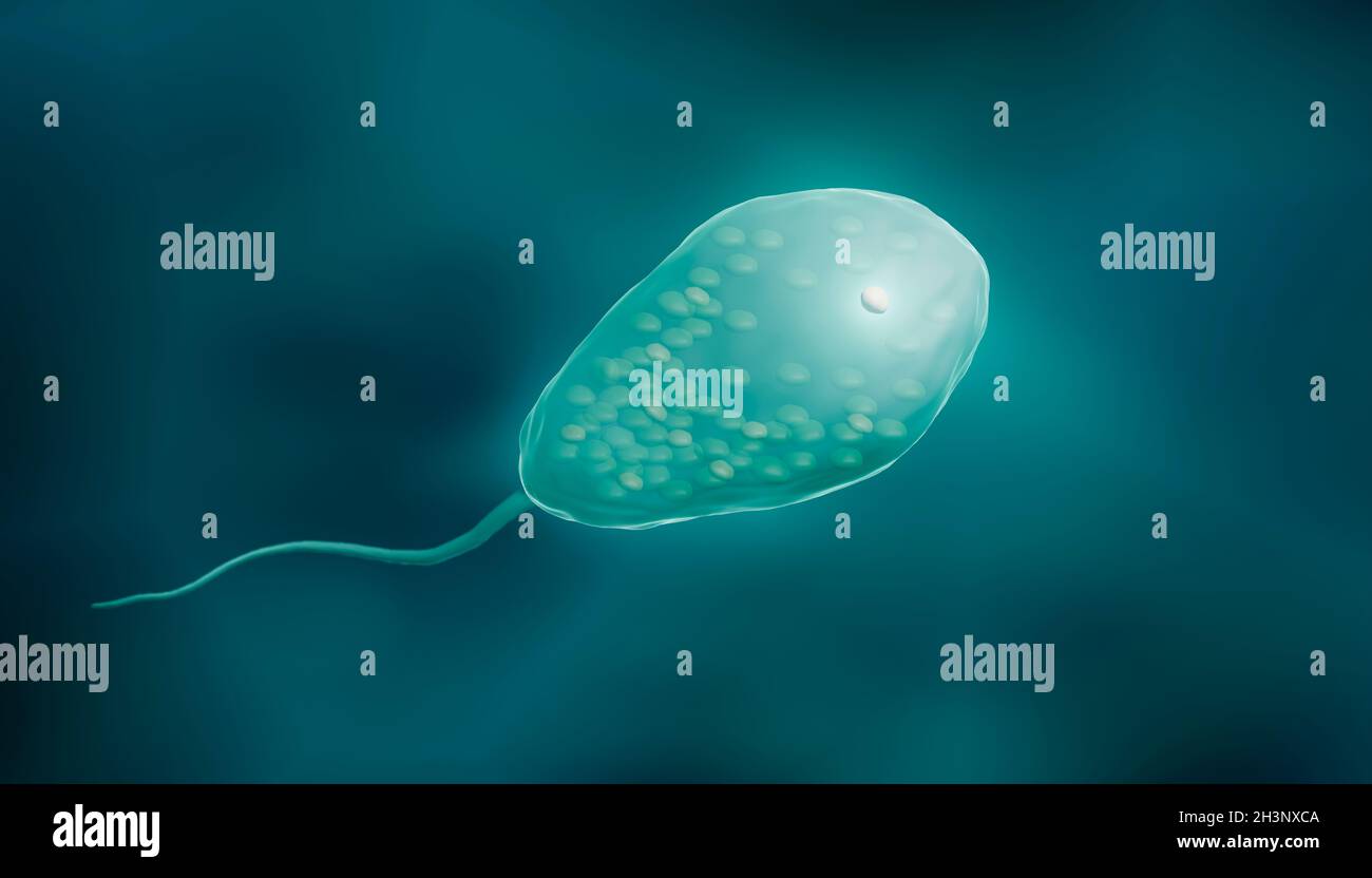 Euglena cell hi-res stock photography and images - Alamy