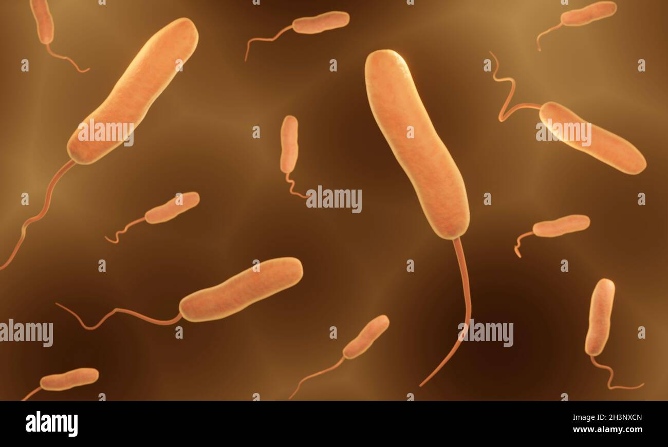 Vibrio bacteria, illustration Stock Photo - Alamy