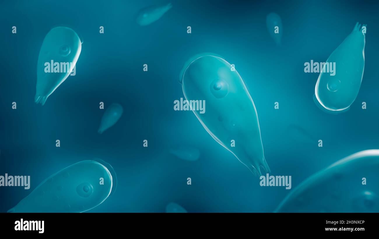 Parasitic amoeba, illustration Stock Photo - Alamy