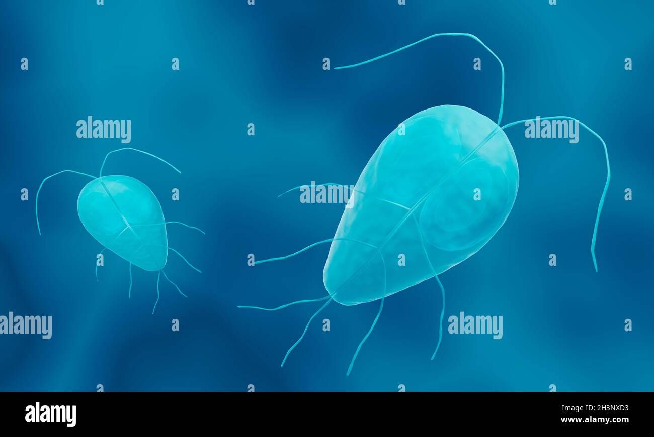 Parasitic giardia lamblia hi-res stock photography and images - Alamy