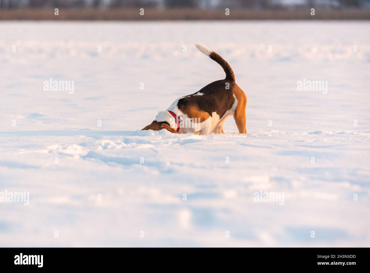 Beagle dog sniffing trail in snow Stock Photo - Alamy