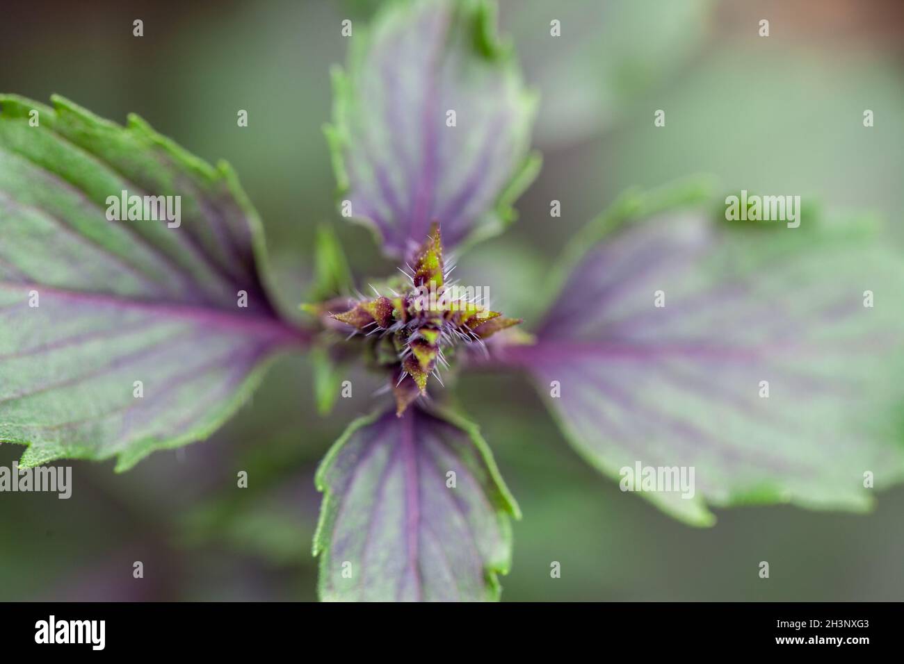 Fresh red basil herb leaves isolated on natural background. Purple Dark ...
