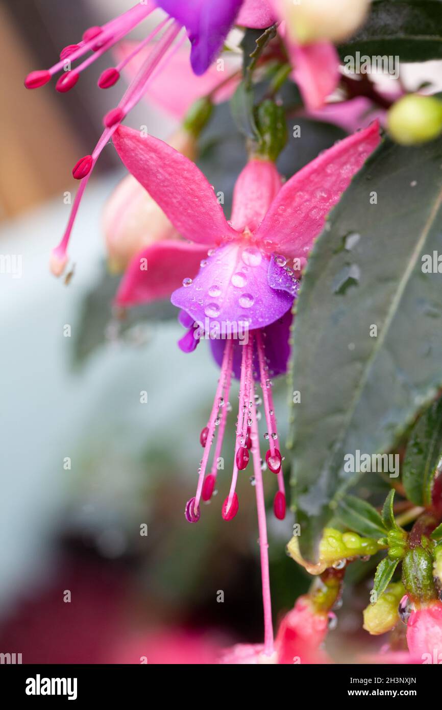 Fuchsia hybrida. Exotic flower with striking two-tone colors. Selected ...