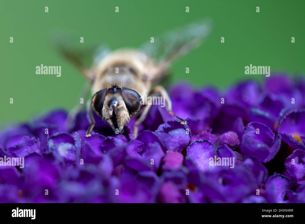 Honey bee collecting pollen on a purple buddleja flower in blur ...
