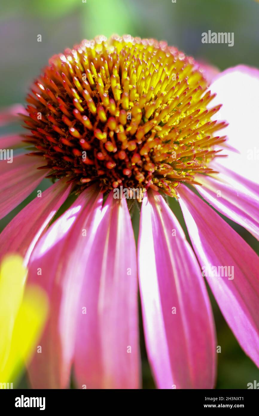 Close up of coneflower flowers or echinacea in the garden hi-res stock ...