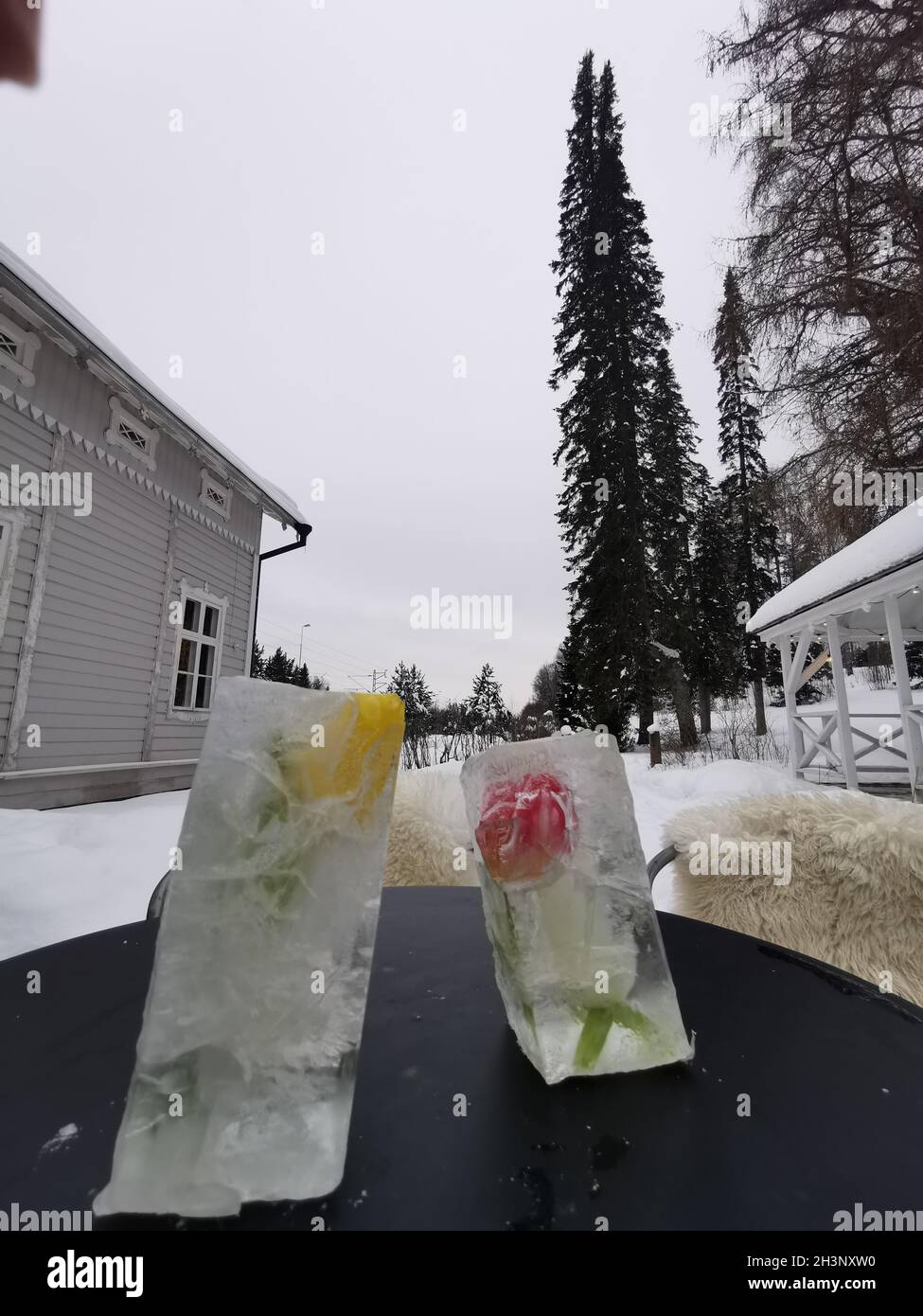 Red and yellow roses covered with ice on a black table. White snowed ...