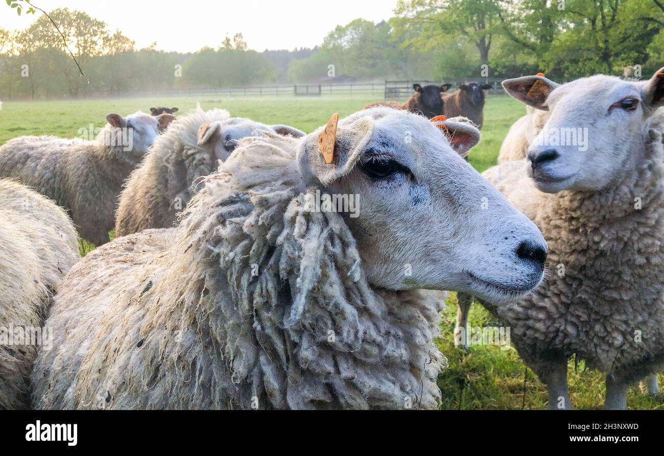 Flock of staring sheep Stock Photo - Alamy