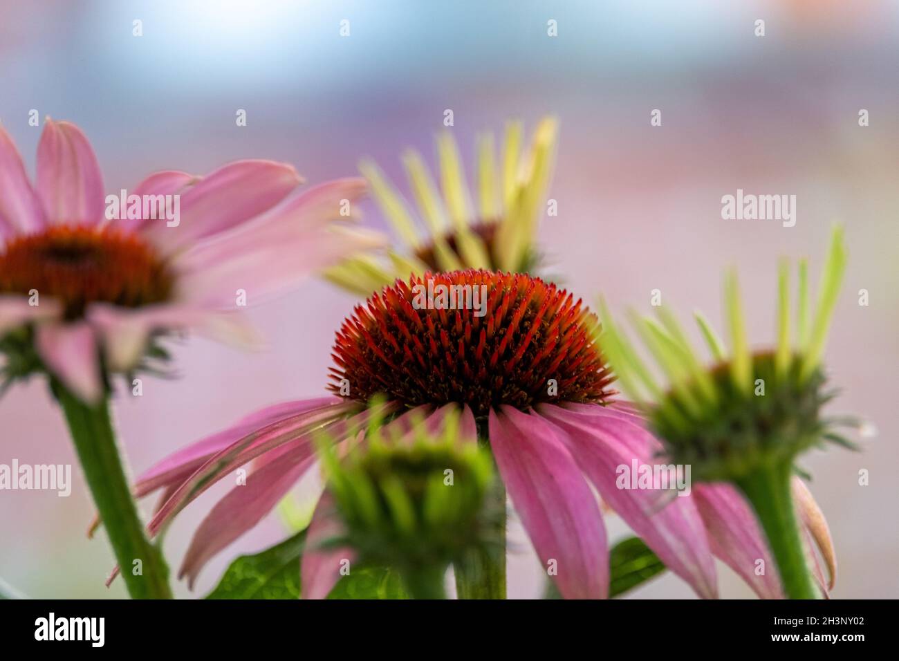 Close up of coneflower flowers or echinacea in the garden hi-res stock ...