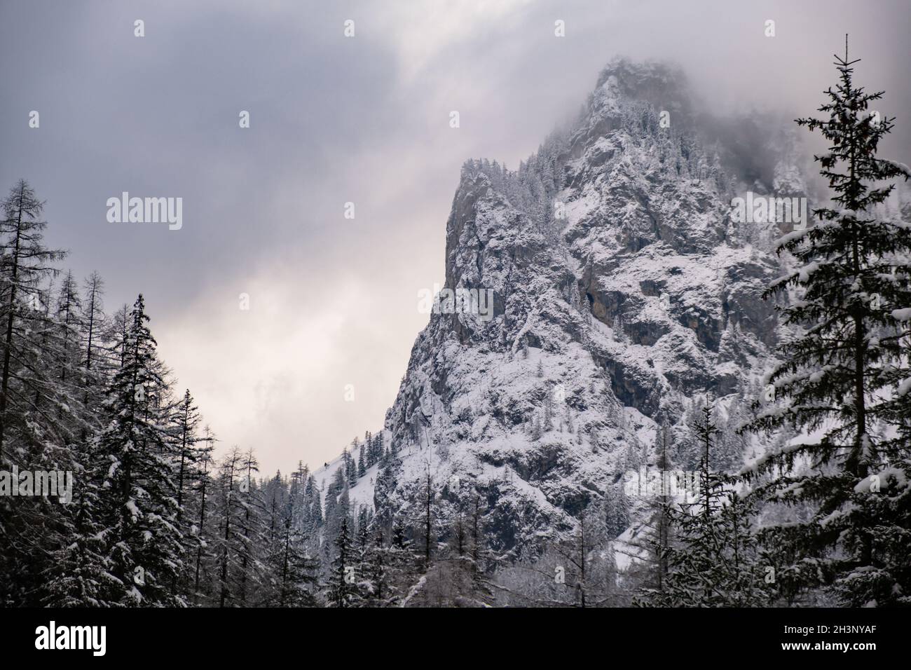 Snowy path through pine hi-res stock photography and images - Alamy
