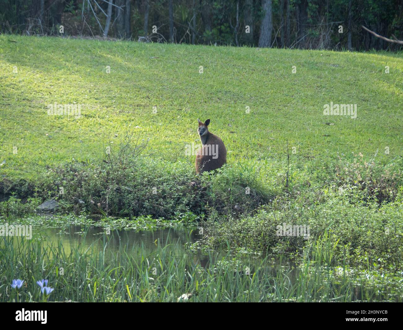 A swamp wallaby, Black Wallaby taking a morning drink from the suburban ...