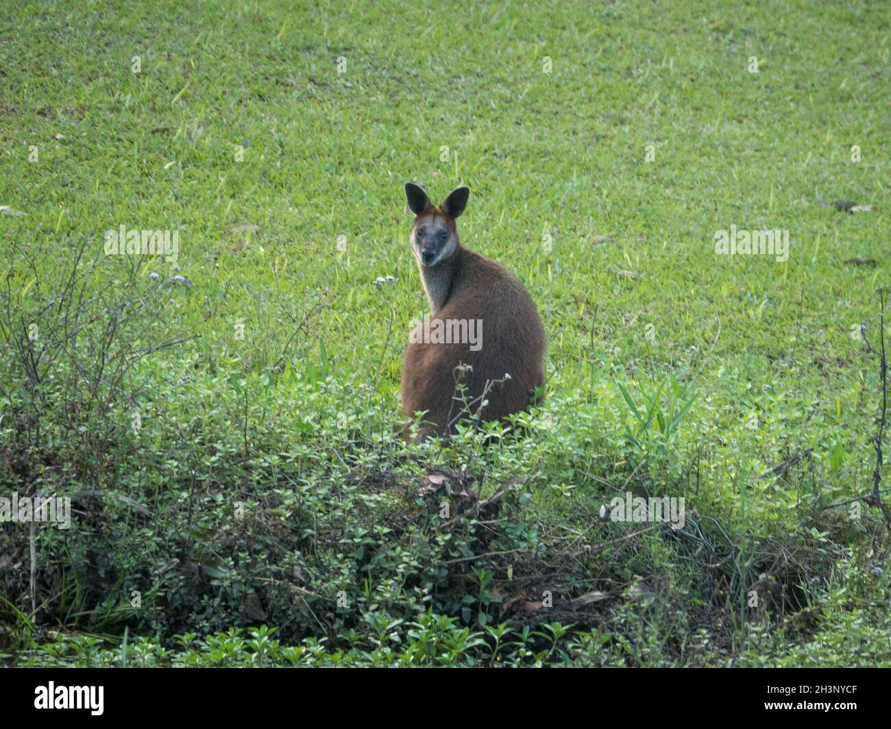 Uniquely aussie hi-res stock photography and images - Alamy