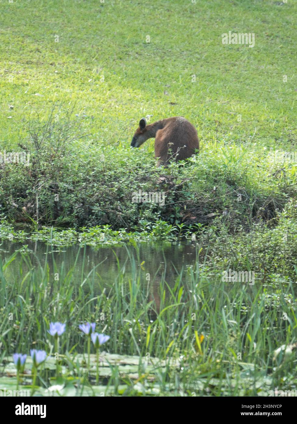 Kangaroo Hopping Down Mountain Drinking