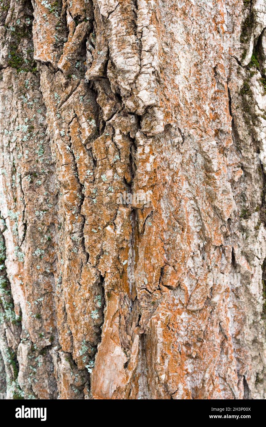 Wood texture tree. Wooden background. Tree bark Stock Photo - Alamy