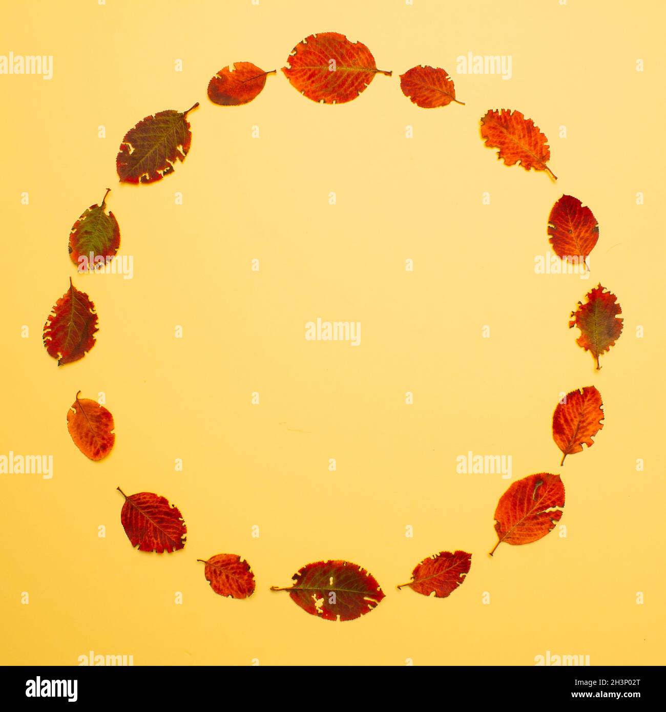 A perfect circle made of autumn leaves. Minimal concept Stock Photo - Alamy