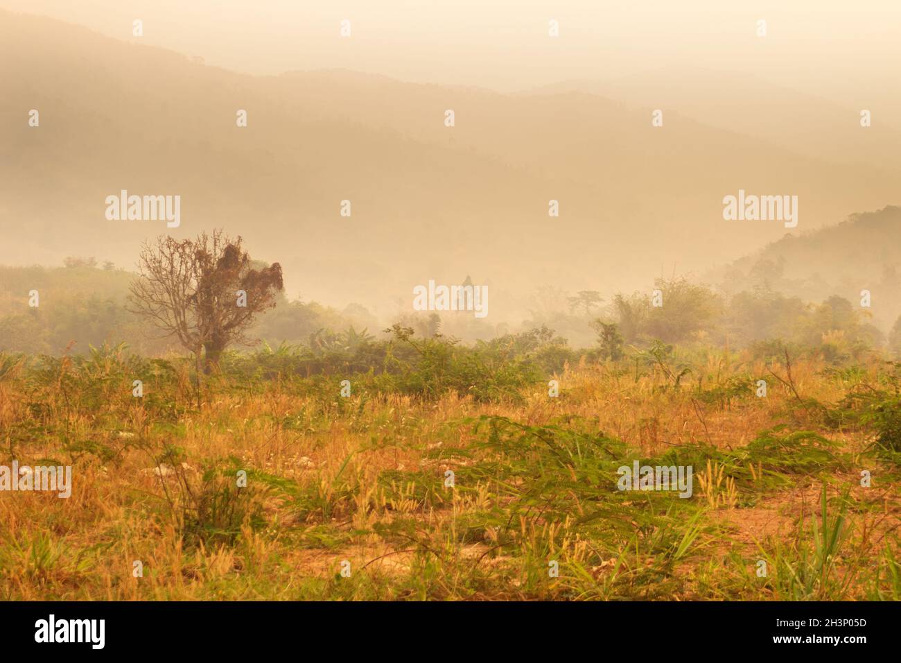 Semi-deciduous tropical forest Stock Photo - Alamy